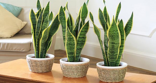 Bedside Plants for Better Sleep • Picky Stitch