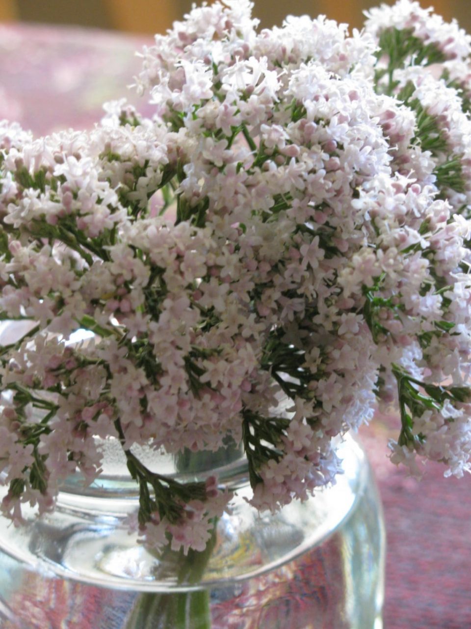 Bedside Plants for Better Sleep • Picky Stitch