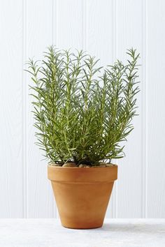 Bedside Plants for Better Sleep • Picky Stitch